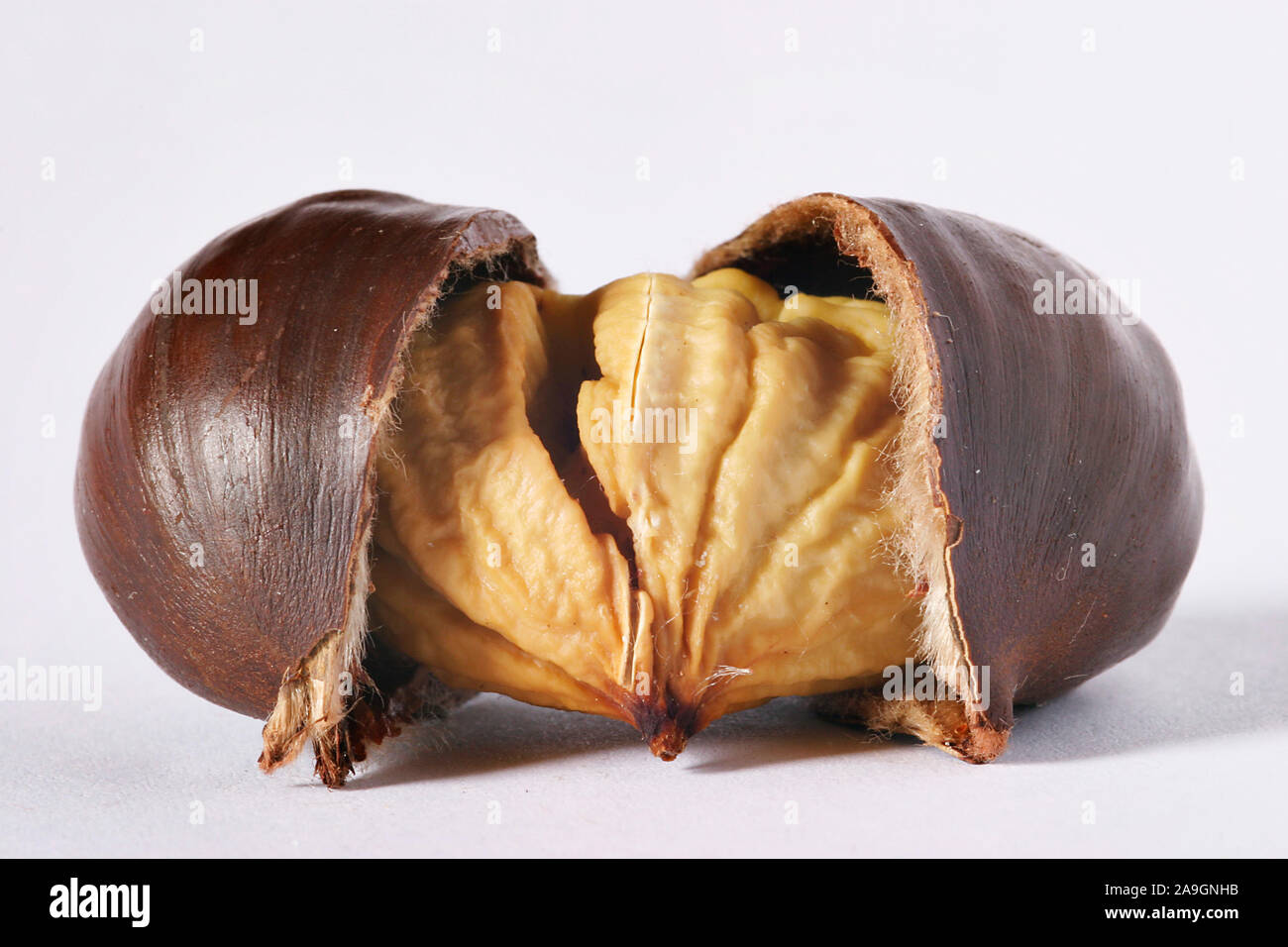 Esskastanien - Edelkastanien, Castanea sativa Stock Photo - Alamy
