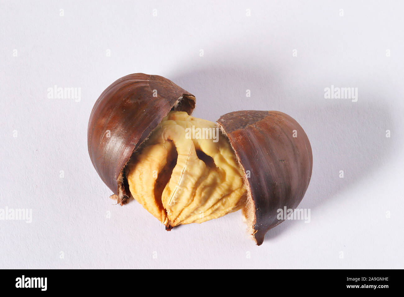 Esskastanien - Edelkastanien, Castanea sativa Stock Photo - Alamy