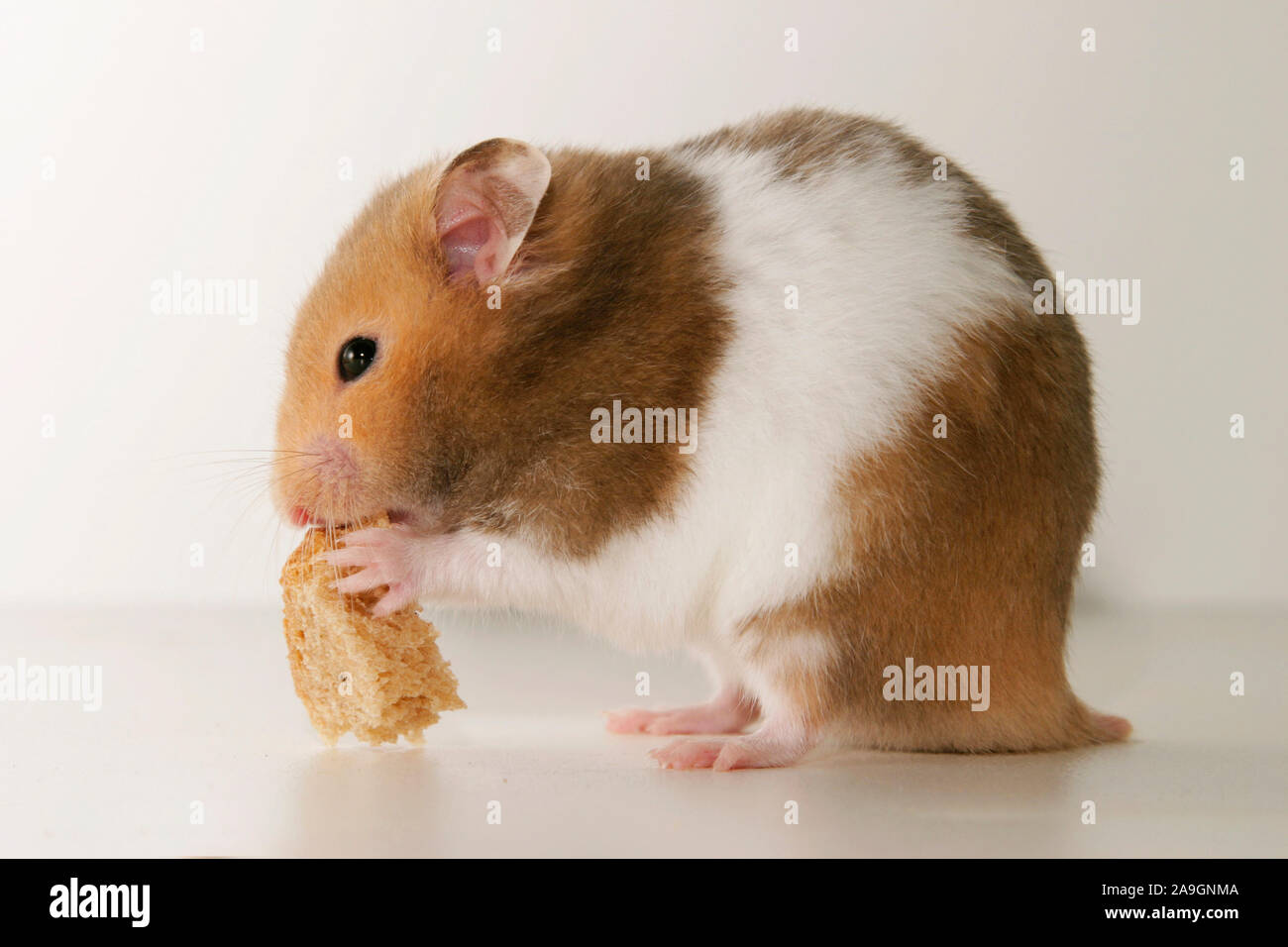 Goldhamster, Mesocricetus auratus Stock Photo - Alamy