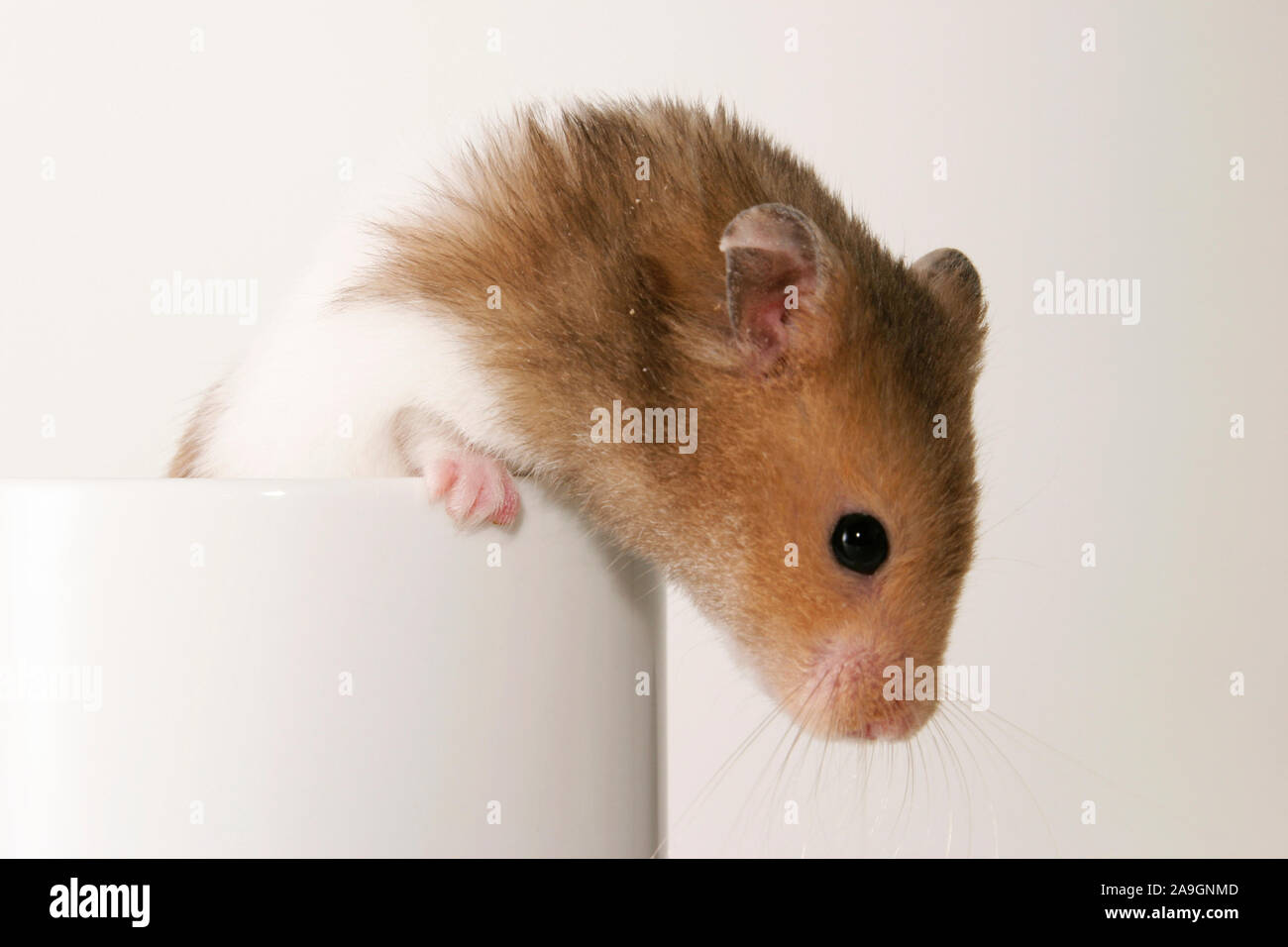 Goldhamster hi-res stock photography and images - Alamy