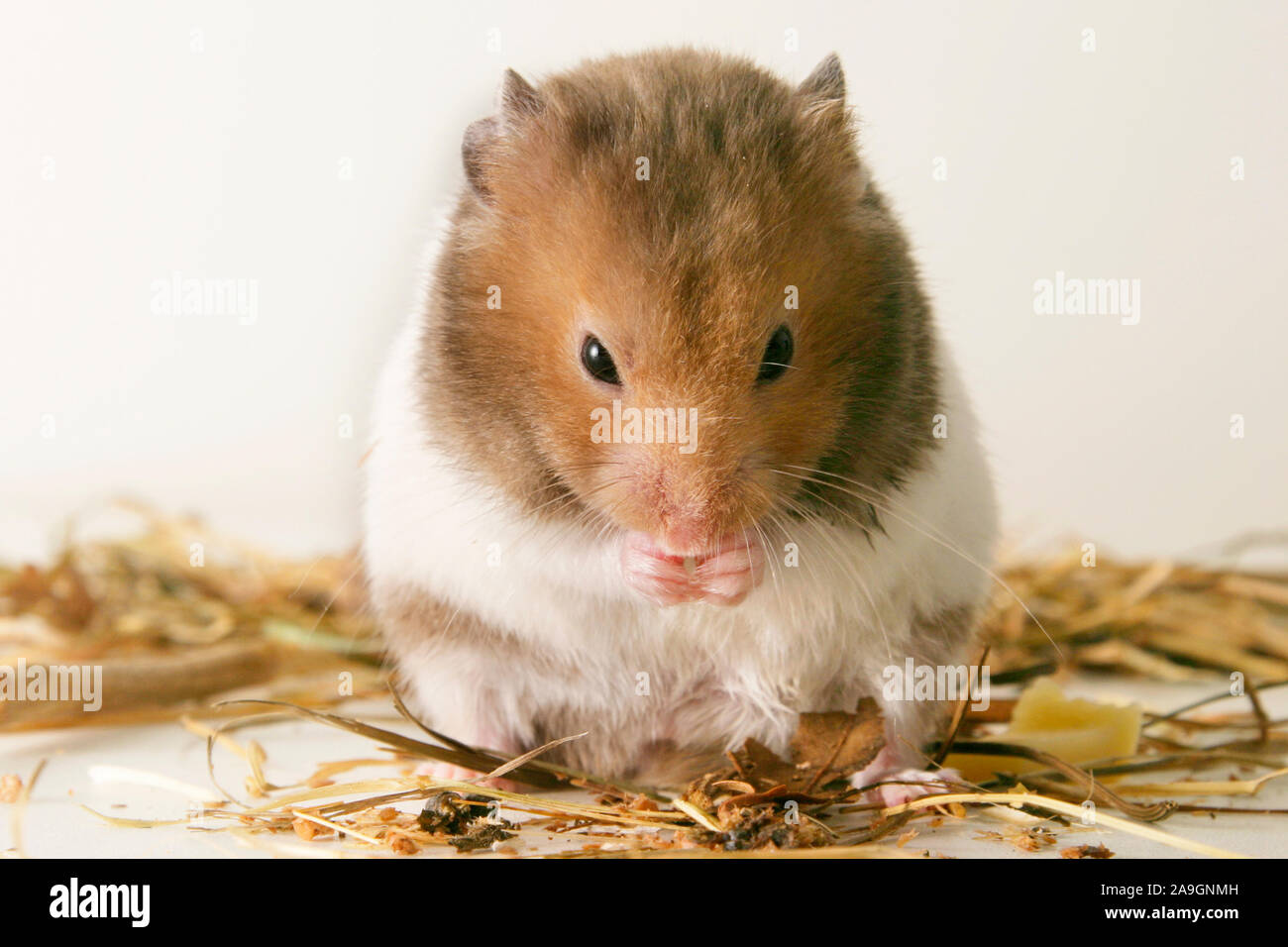 Goldhamster, Mesocricetus auratus Stock Photo - Alamy