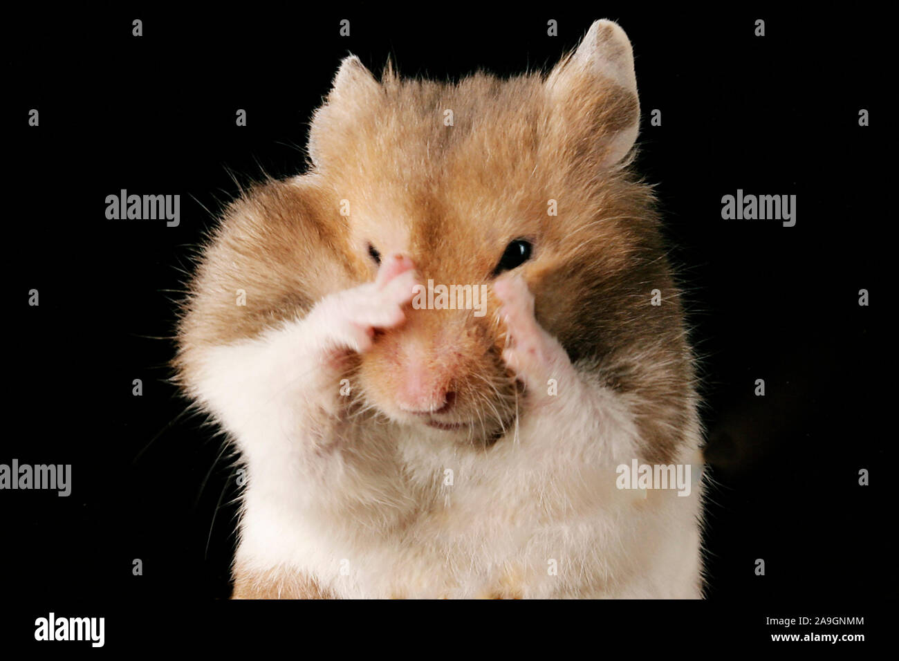 Goldhamster, Mesocricetus auratus Stock Photo - Alamy