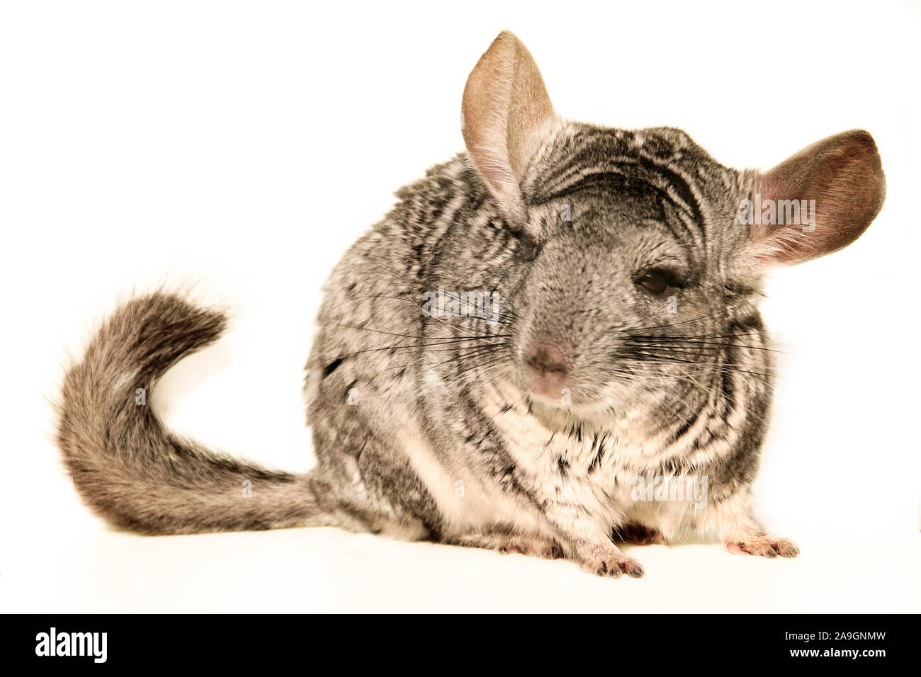Chinchilla farm hi-res stock photography and images - Alamy