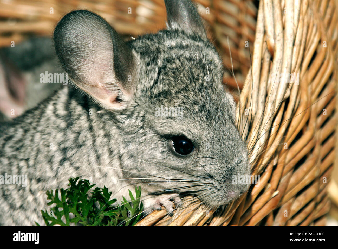 Chinchilla farm hi-res stock photography and images - Alamy