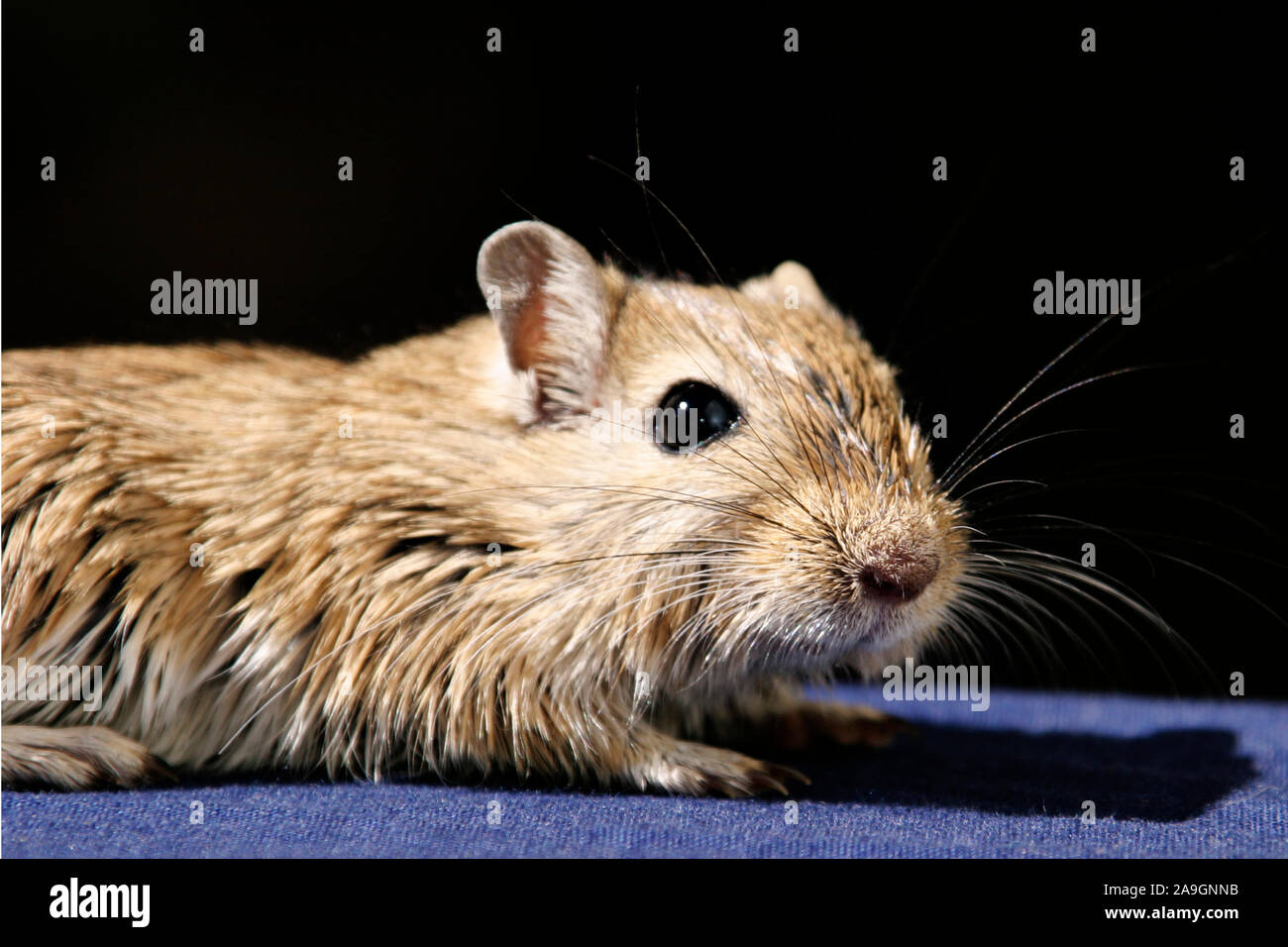 Rennmaus hi-res stock photography and images - Alamy