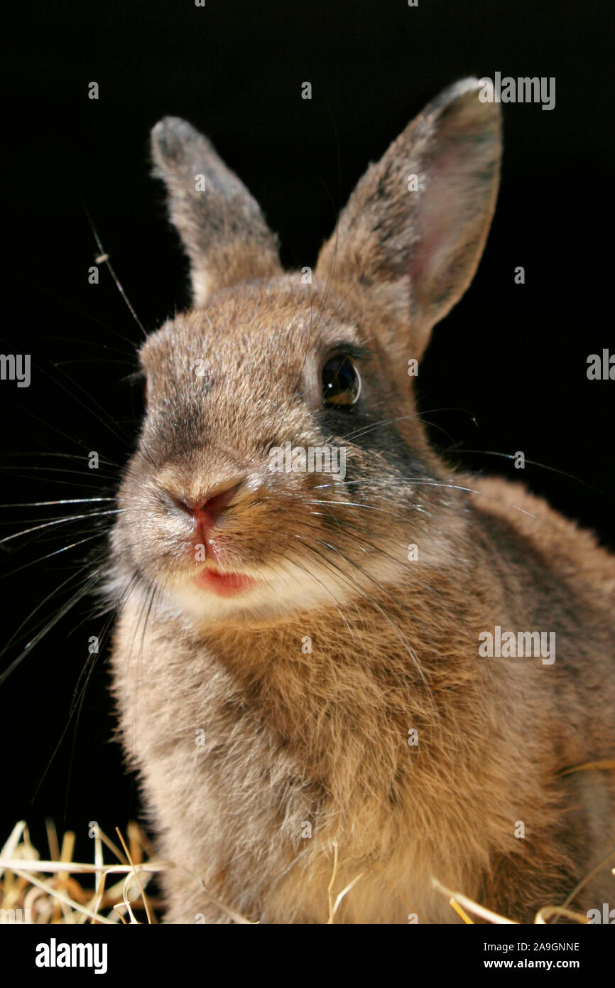 Hase haustier hi-res stock photography and images - Alamy
