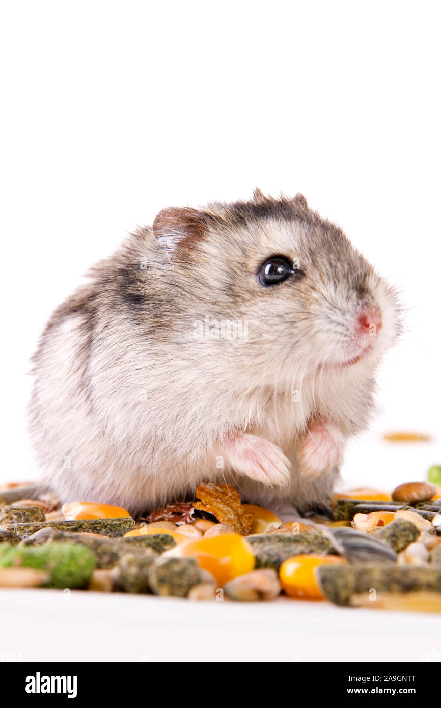 Goldhamster, Mesocricetus auratus Stock Photo - Alamy