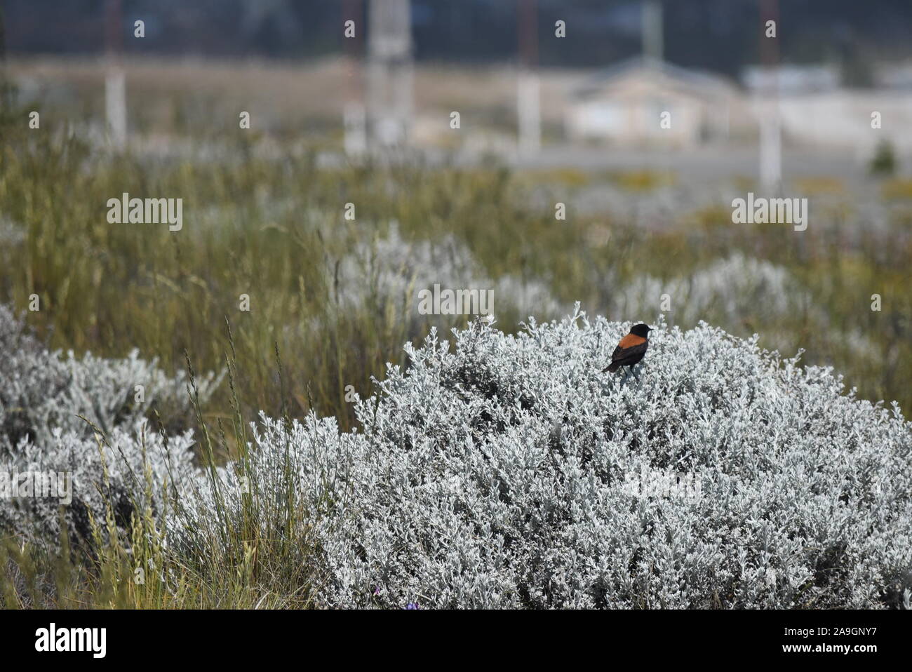 bird on a bush Stock Photo - Alamy