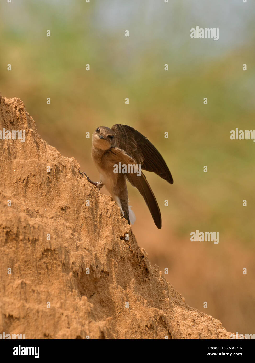 Grey-throated martin or Asian plain martin (Riparia chinensis) at ...