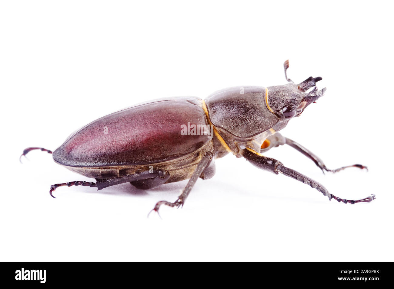 Hirschkäfer (Lucanus cervus Stock Photo - Alamy
