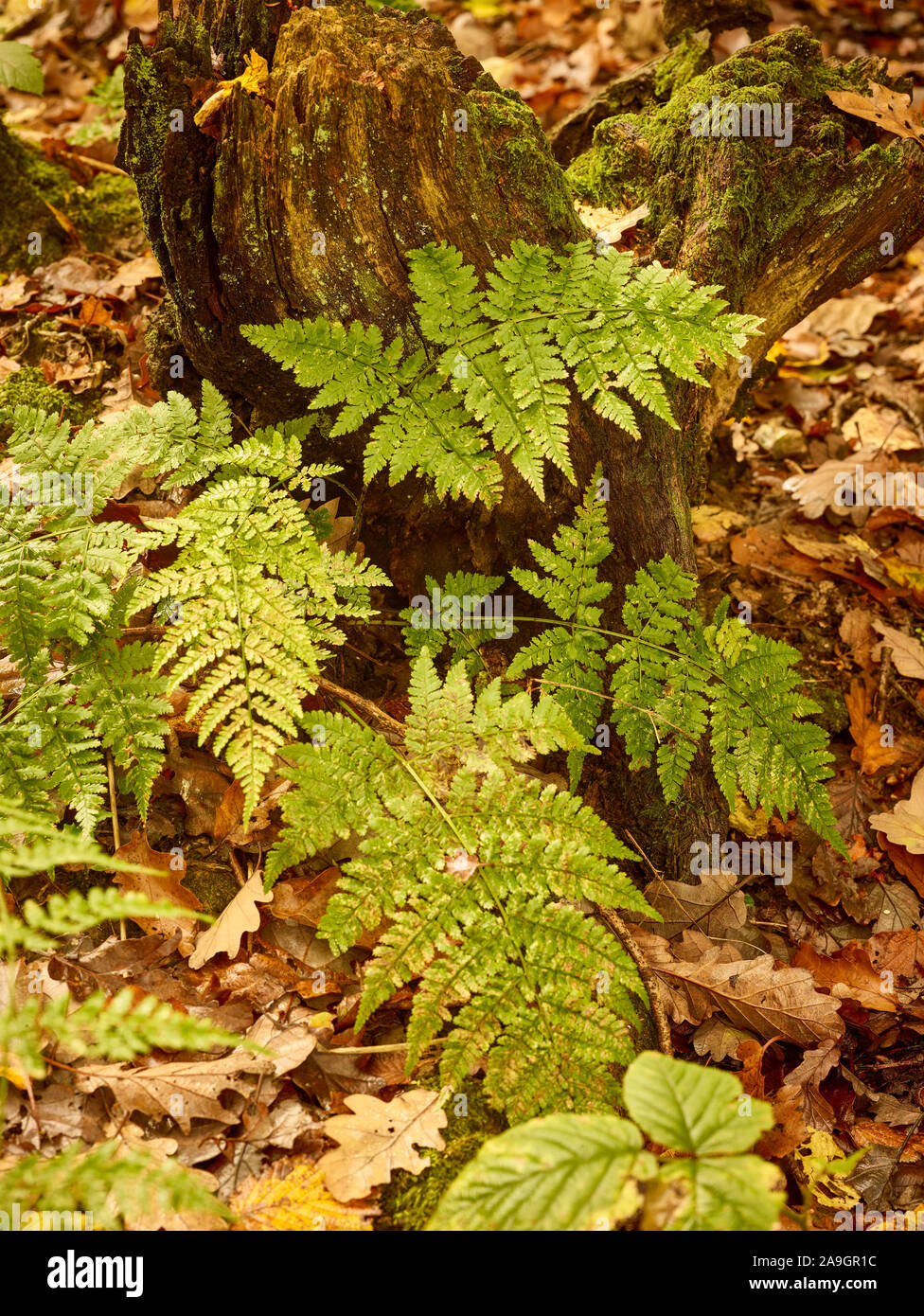 Ferns in Surrey woodland during autumn, England, United Kingdom, Europe ...