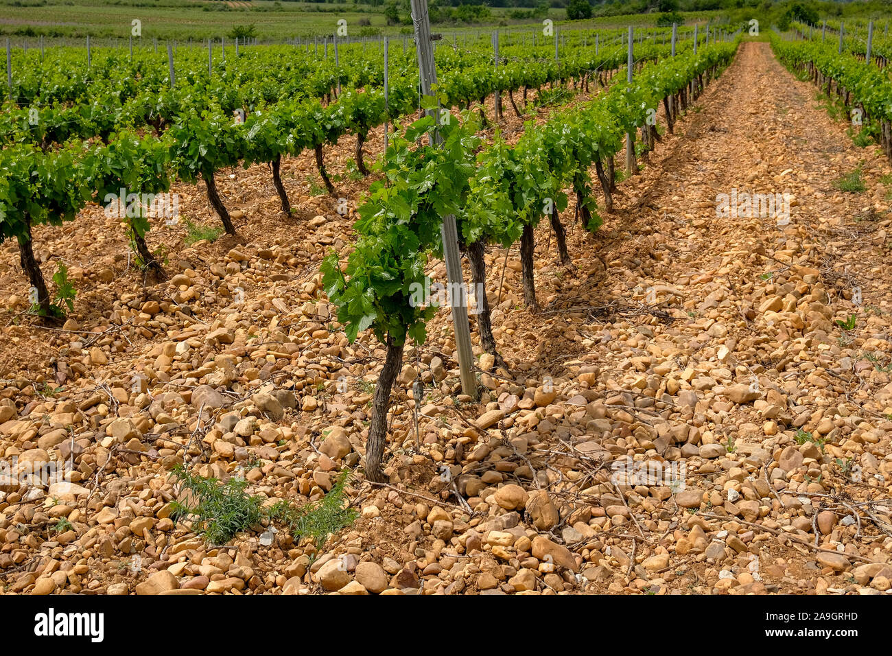 Rioja grape vine yard agriculture coltivation in galicia, spain Stock ...