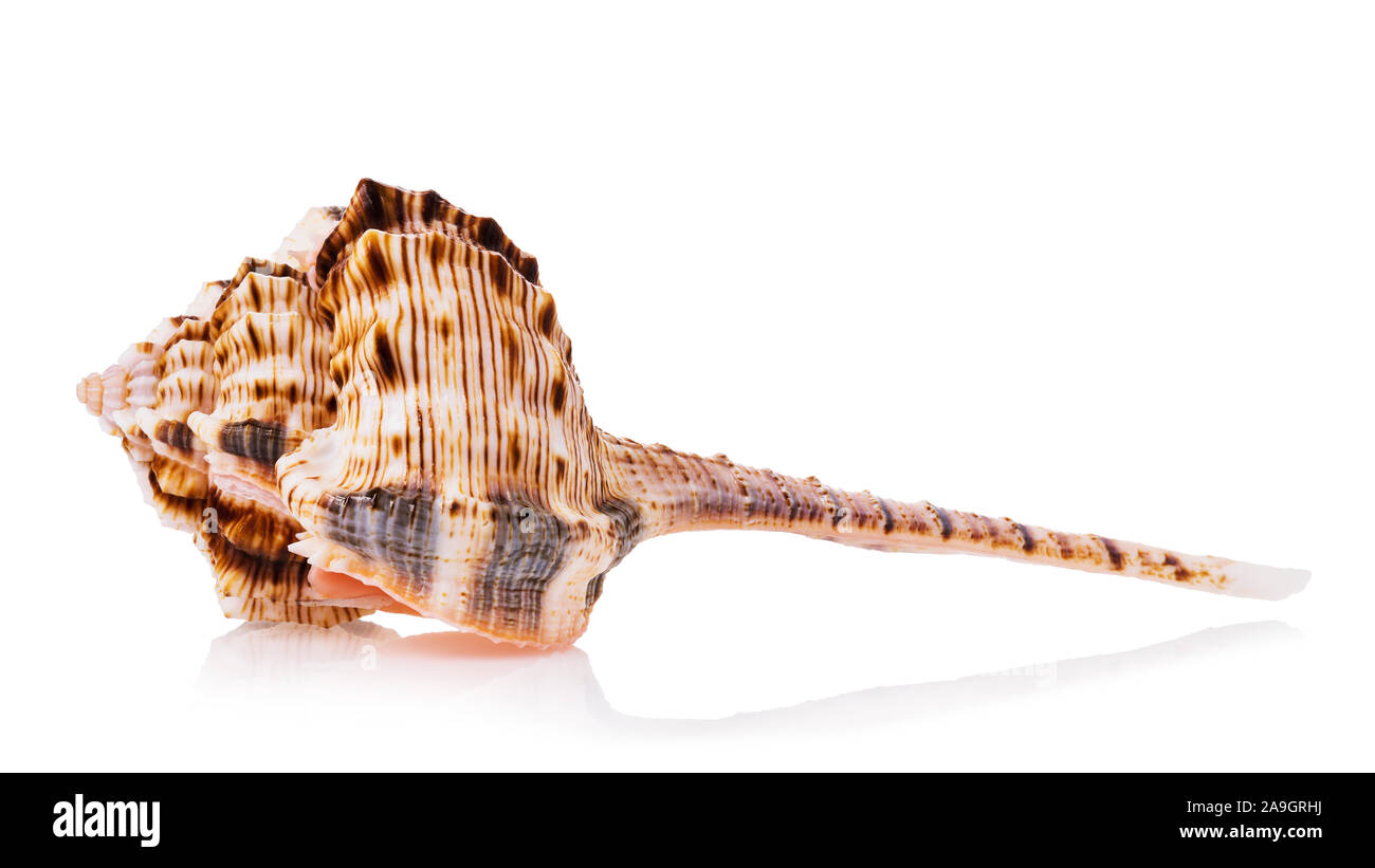 Seashell isolated on a white background, side view. Murex haustelium ...