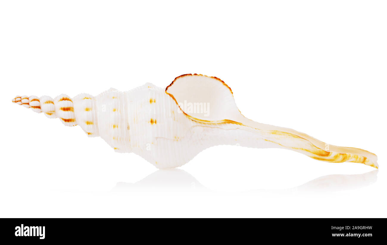 Souvenir sea shell isolated on white background. Fusinus colus light ...