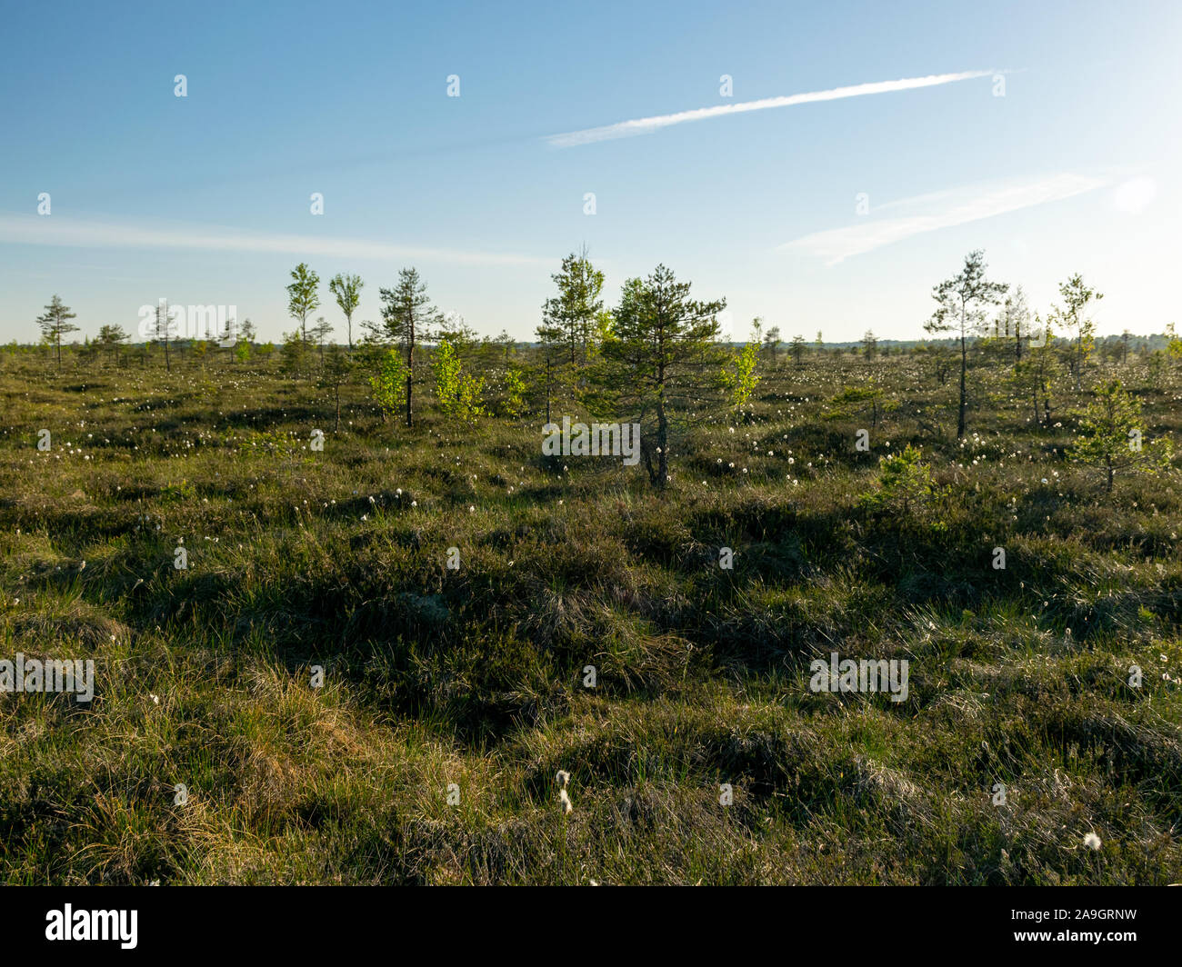 blurred background of bog plants, bog pines, swamp lake Stock Photo - Alamy