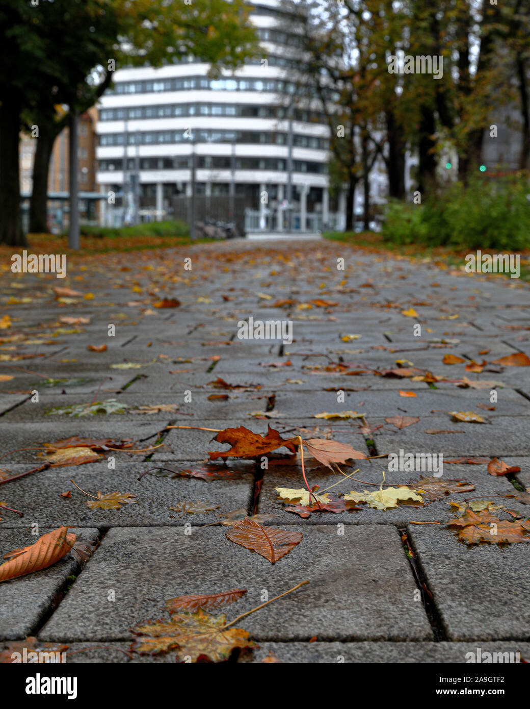 Street autumn germany leaf hi-res stock photography and images - Alamy