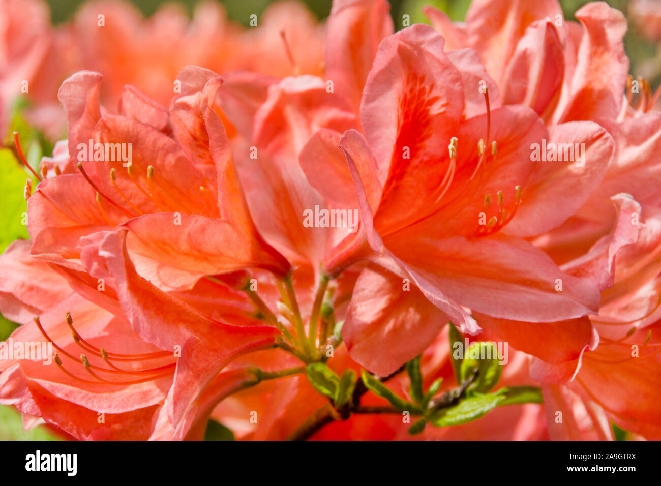 Apricot azaleas hi-res stock photography and images - Alamy