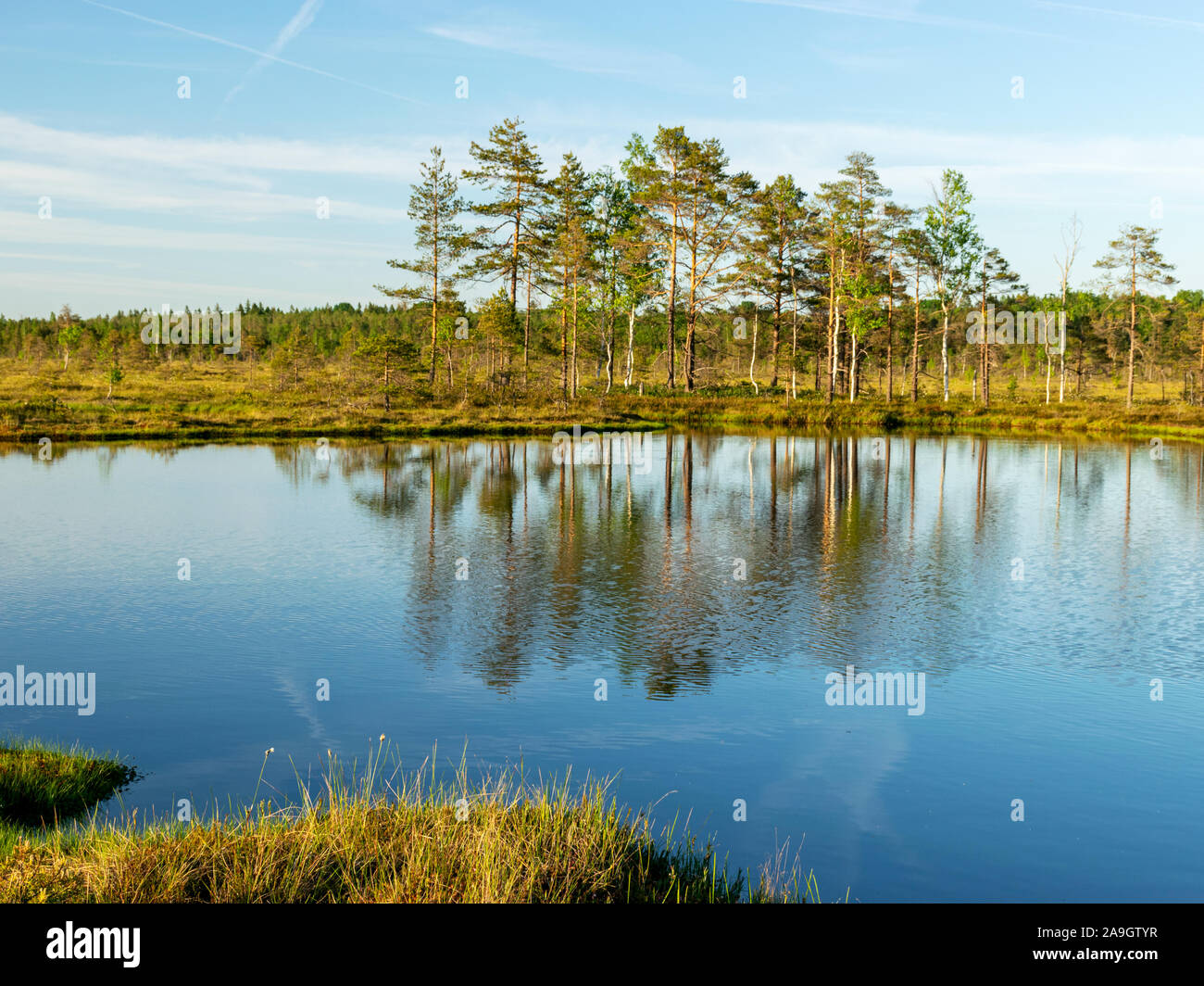 landscape in the swamp. small swamp lakes, moss and swamp pines, calm ...