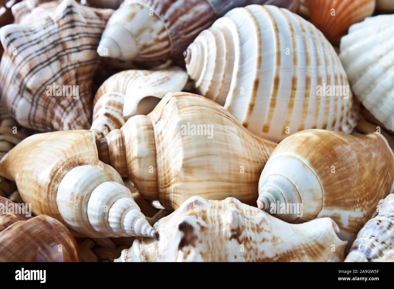 Various sea shells close up Stock Photo - Alamy