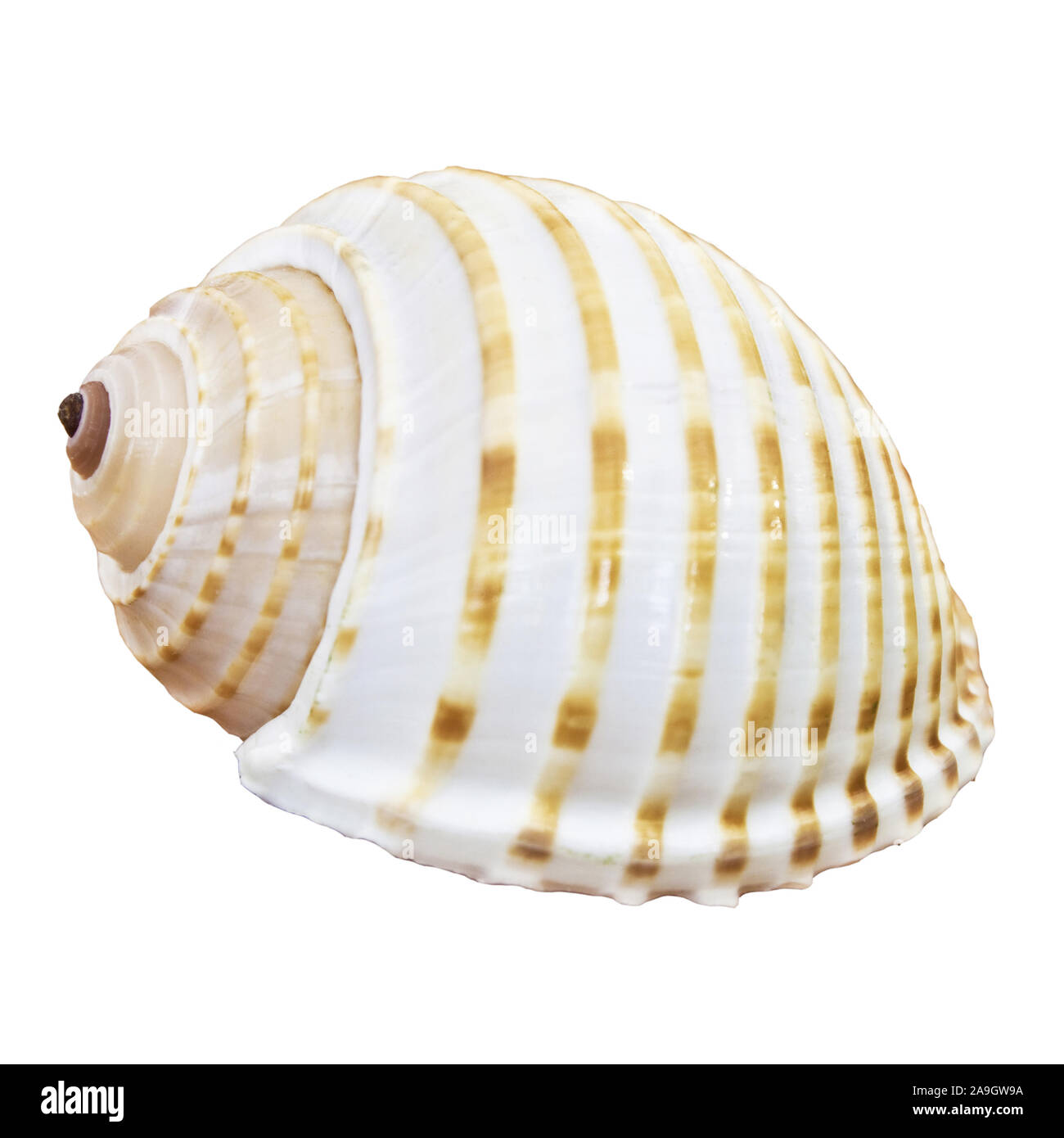 One sea shell isolated against white background Stock Photo - Alamy