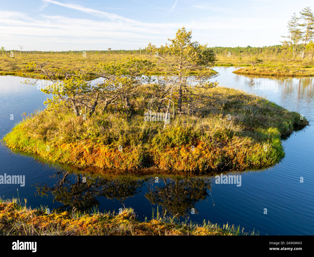 landscape in the swamp. small swamp lakes, moss and swamp pines, calm ...