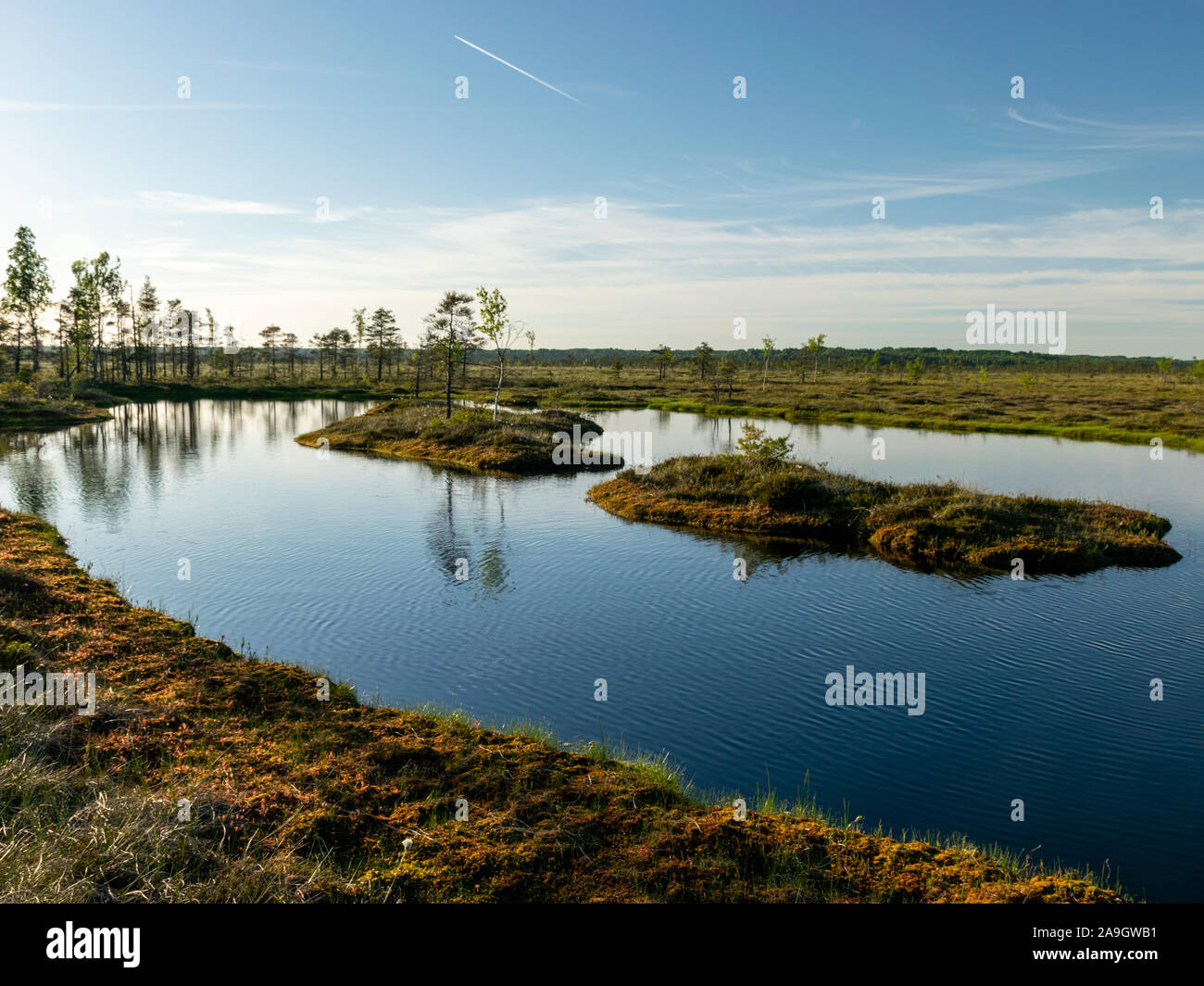 landscape in the swamp. small swamp lakes, moss and swamp pines, calm ...