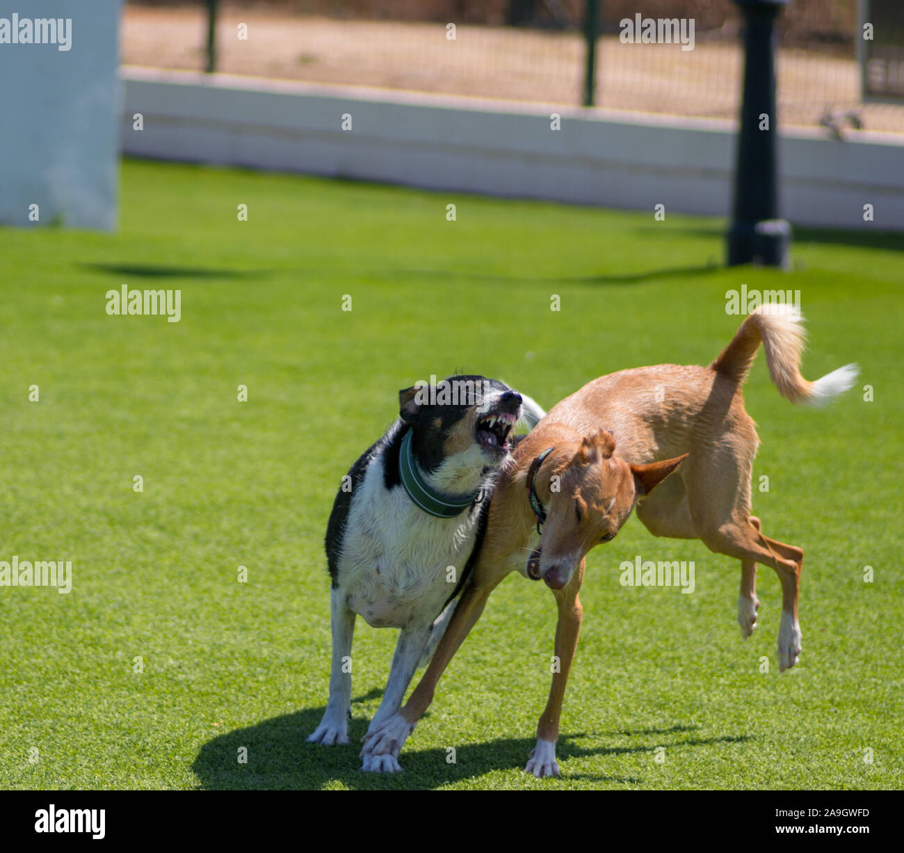 beautiful dogs playing in the grass with ball Stock Photo - Alamy