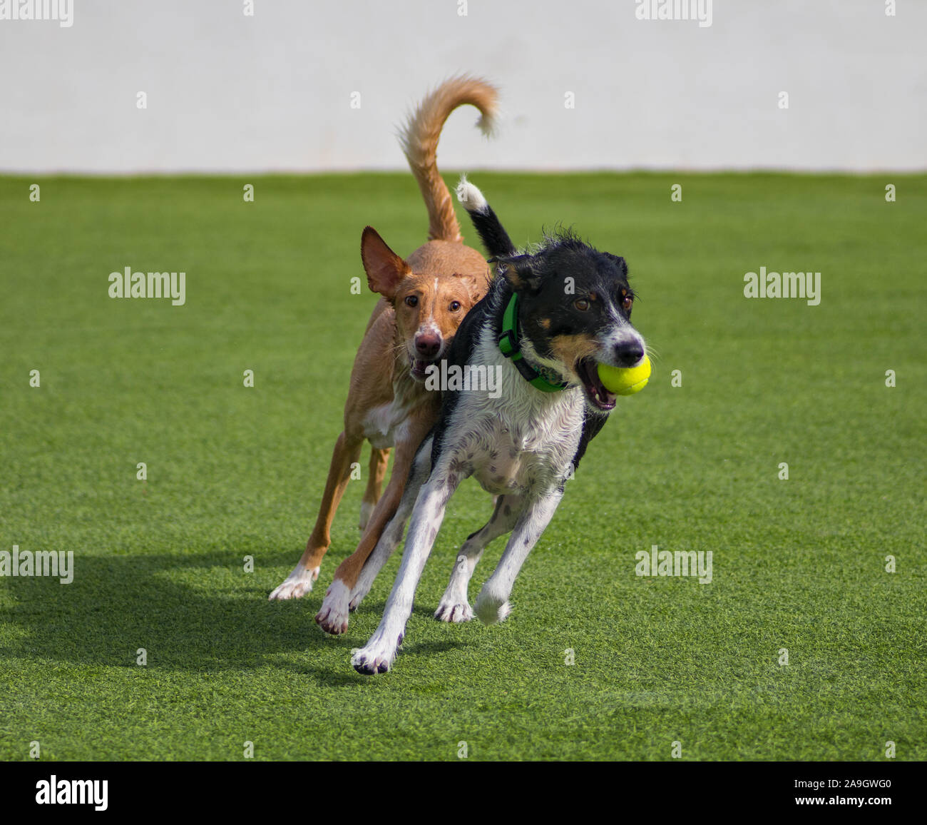 beautiful dogs playing in the grass with ball Stock Photo - Alamy