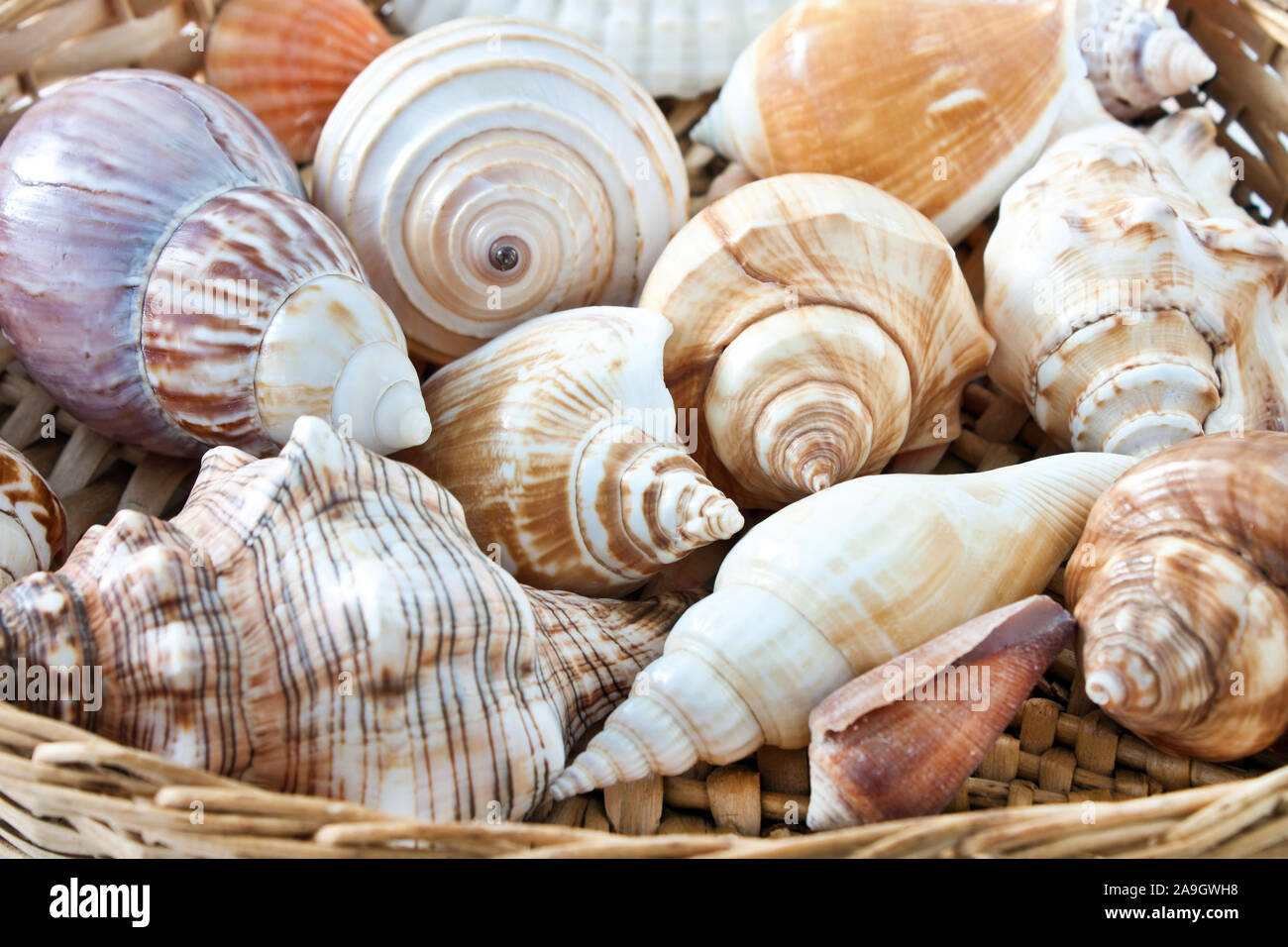 Various sea shells close up in a basket Stock Photo - Alamy