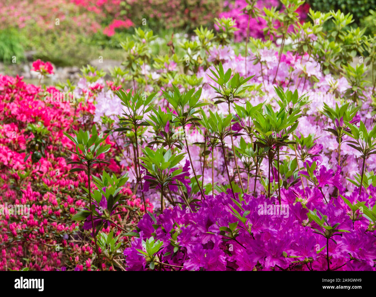Azalea flowers in the garden Stock Photo - Alamy