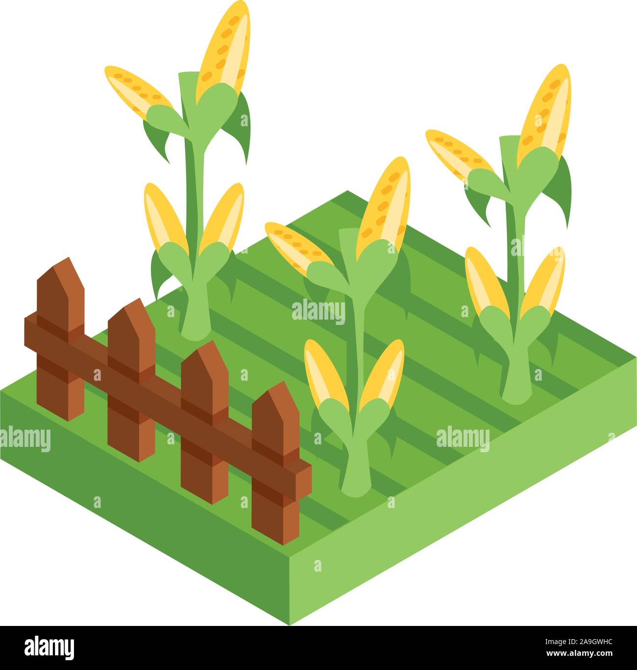 sweet corn crop on white background vector illustration design Stock ...