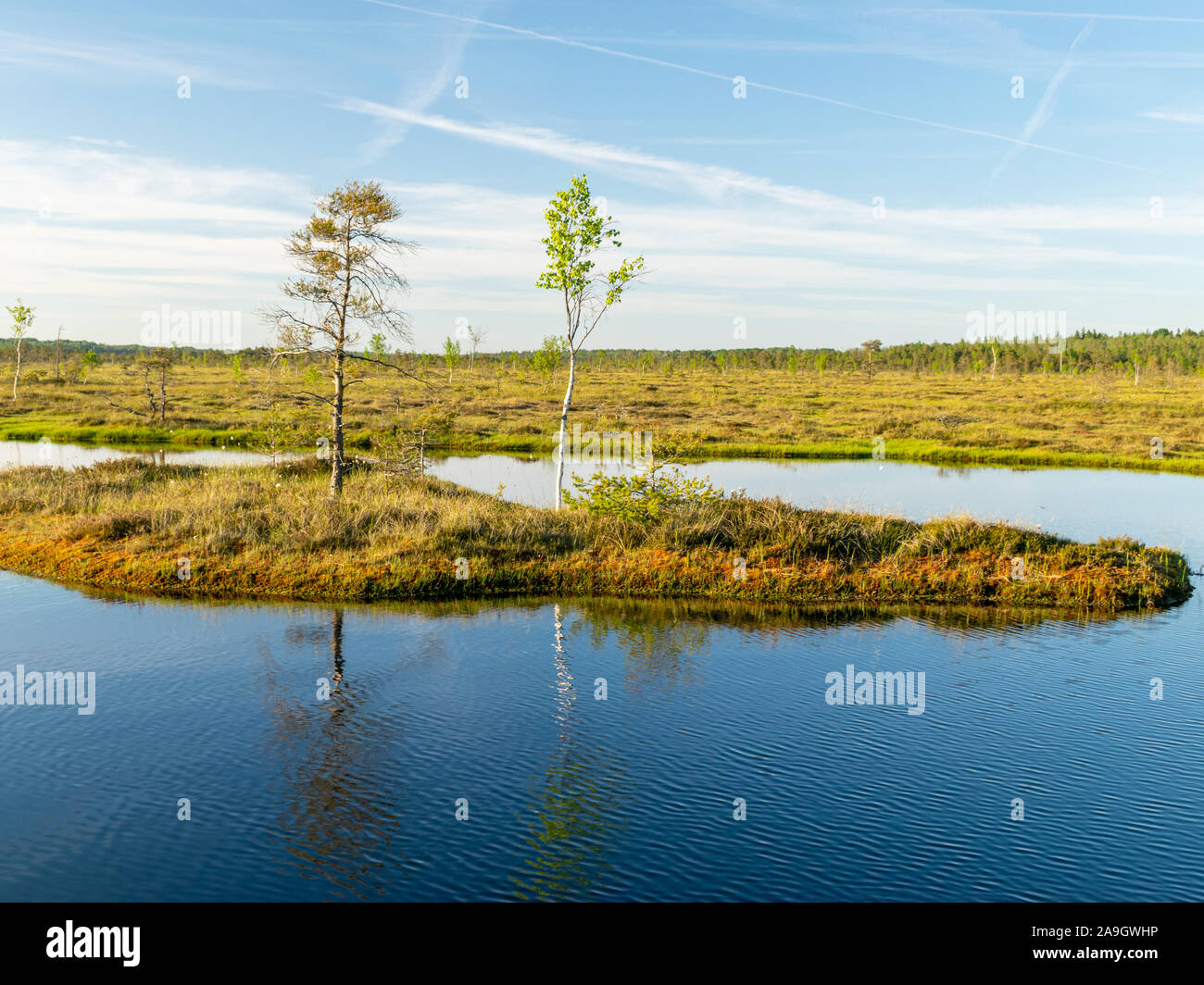landscape in the swamp. small swamp lakes, moss and swamp pines, calm ...