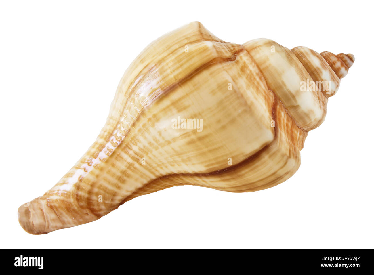 One sea shell isolated against white background Stock Photo - Alamy