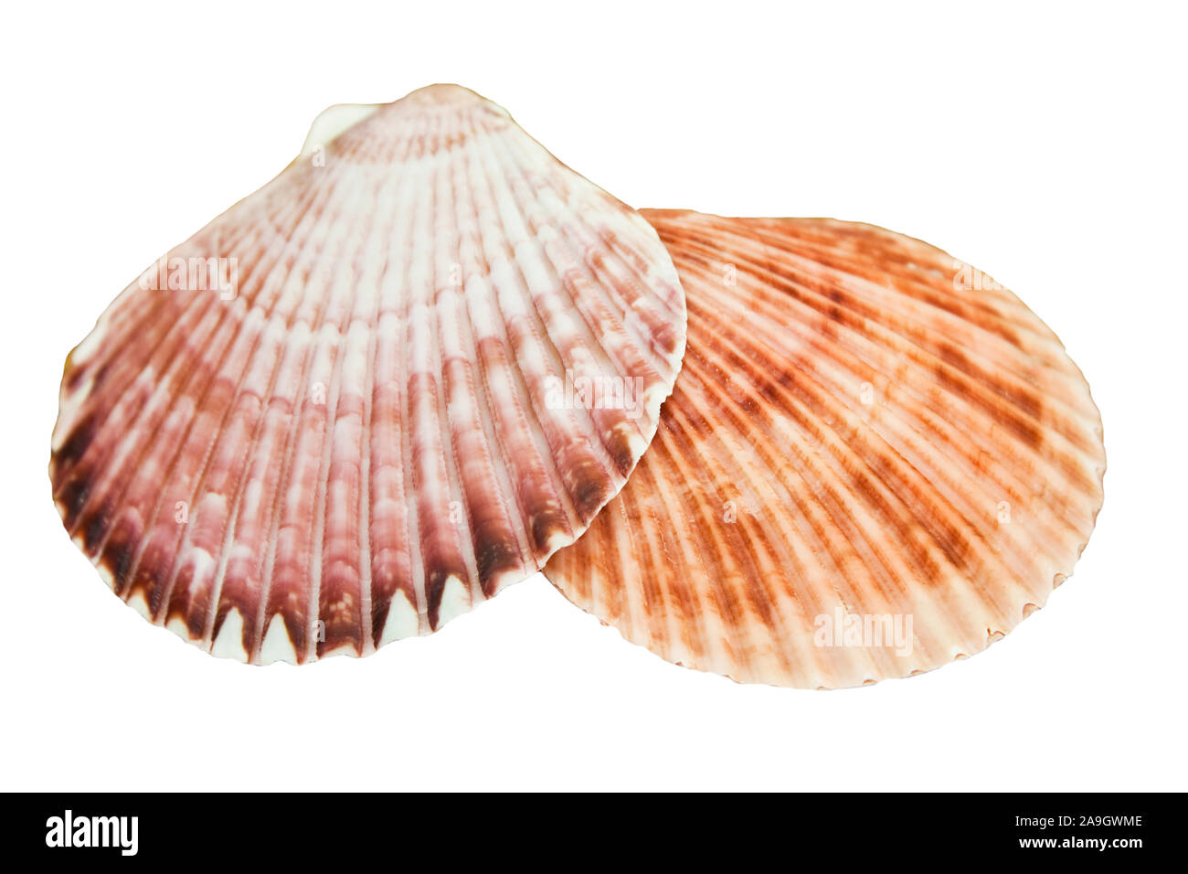 Two sea shells isolated against white background Stock Photo - Alamy