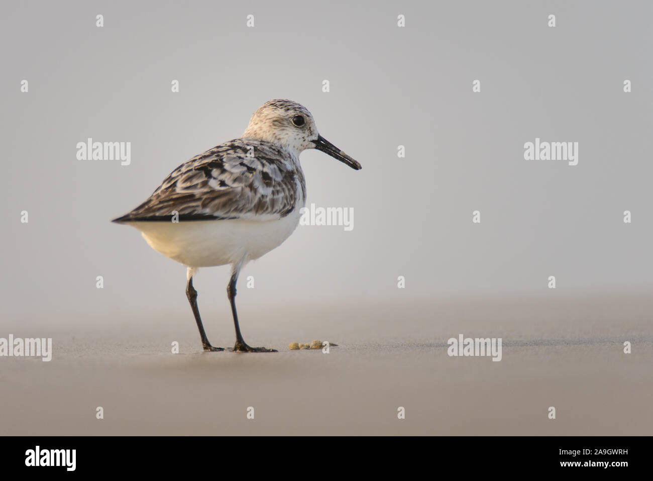Piper on the beach hi-res stock photography and images - Alamy