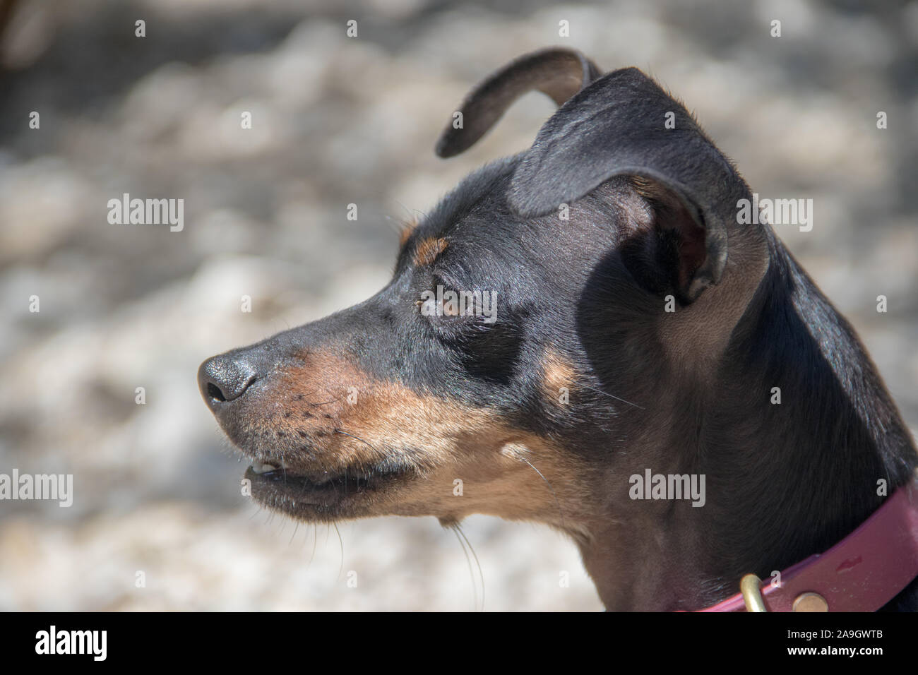Dog profile picture hi-res stock photography and images - Alamy