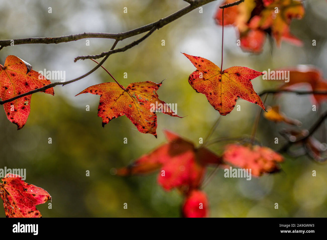 Gum leaves hi-res stock photography and images - Alamy