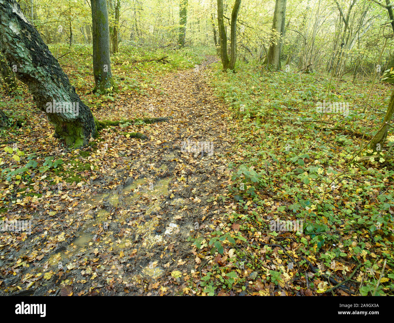 Woodland landscape in the Surrey countryside in an English autumn Stock ...