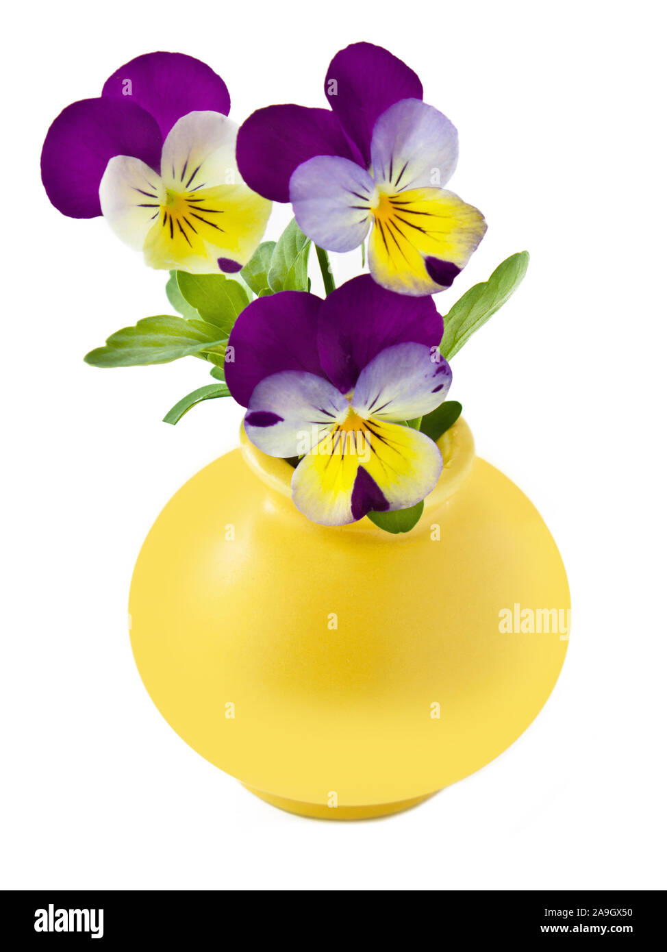 Pansy flowers and vase isolated against white background Stock Photo ...