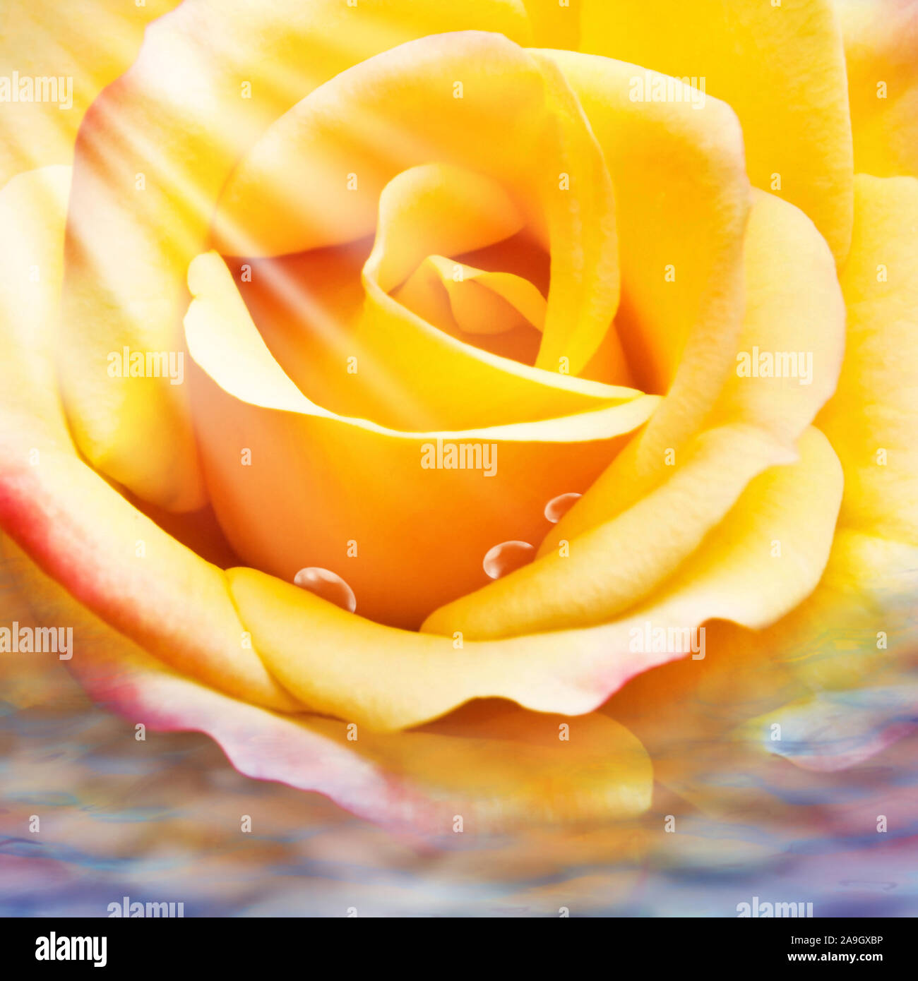 Yellow rose and water drops close up Stock Photo - Alamy
