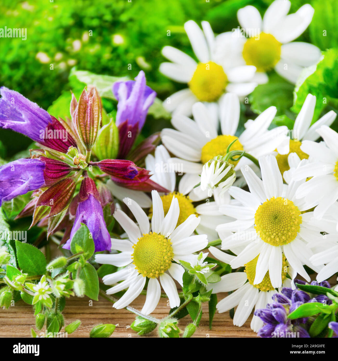 Various healing herbs flowers hi-res stock photography and images - Alamy