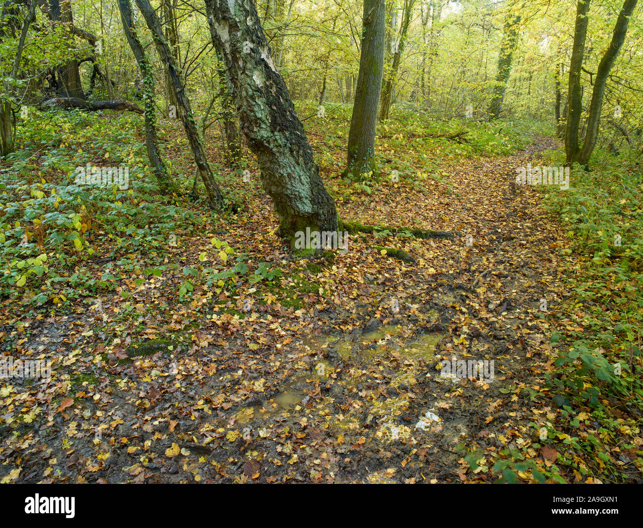 Woodland landscape in the Surrey countryside in an English autumn Stock ...