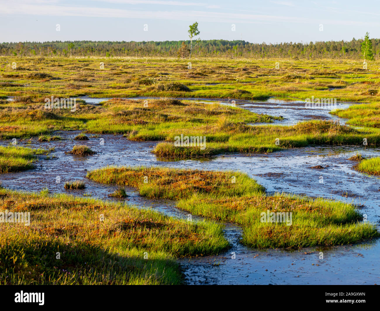 landscape in the swamp. small swamp lakes, moss and swamp pines, calm ...