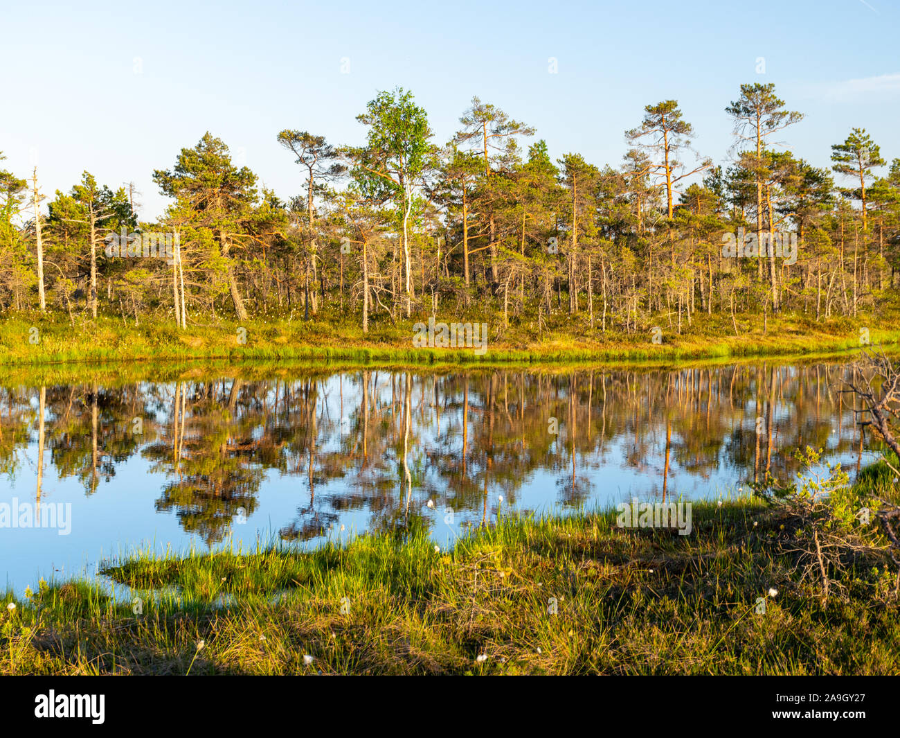 landscape in the swamp. small swamp lakes, moss and swamp pines, calm ...