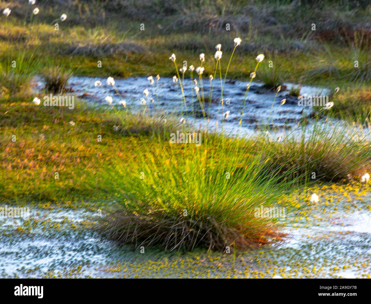 landscape in the swamp. small swamp lakes, moss and swamp pines, calm ...