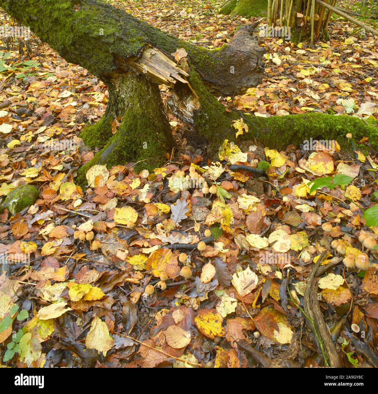 Woodland landscape in the Surrey countryside in an English autumn Stock ...