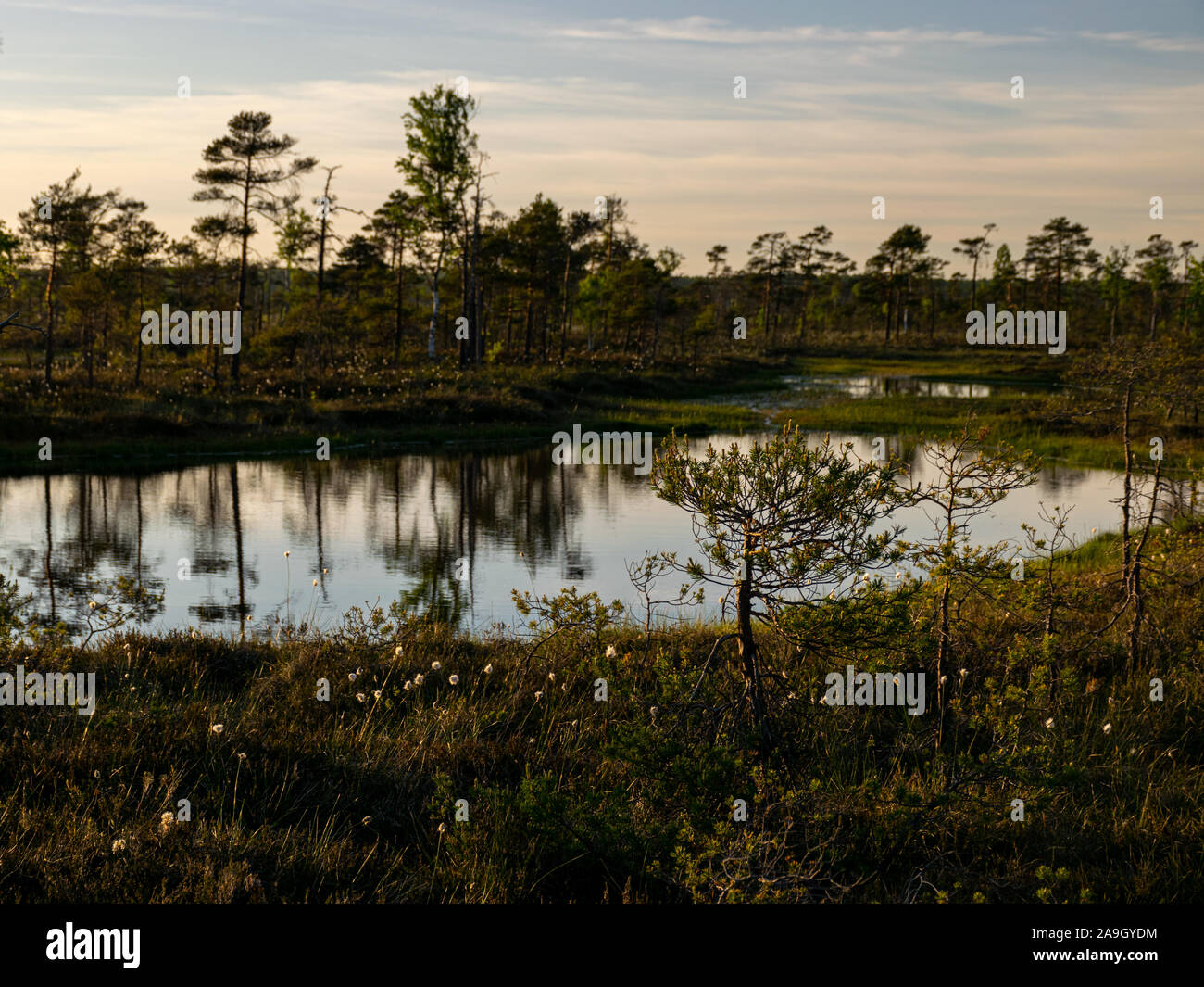 landscape in the swamp. small swamp lakes, moss and swamp pines, calm ...