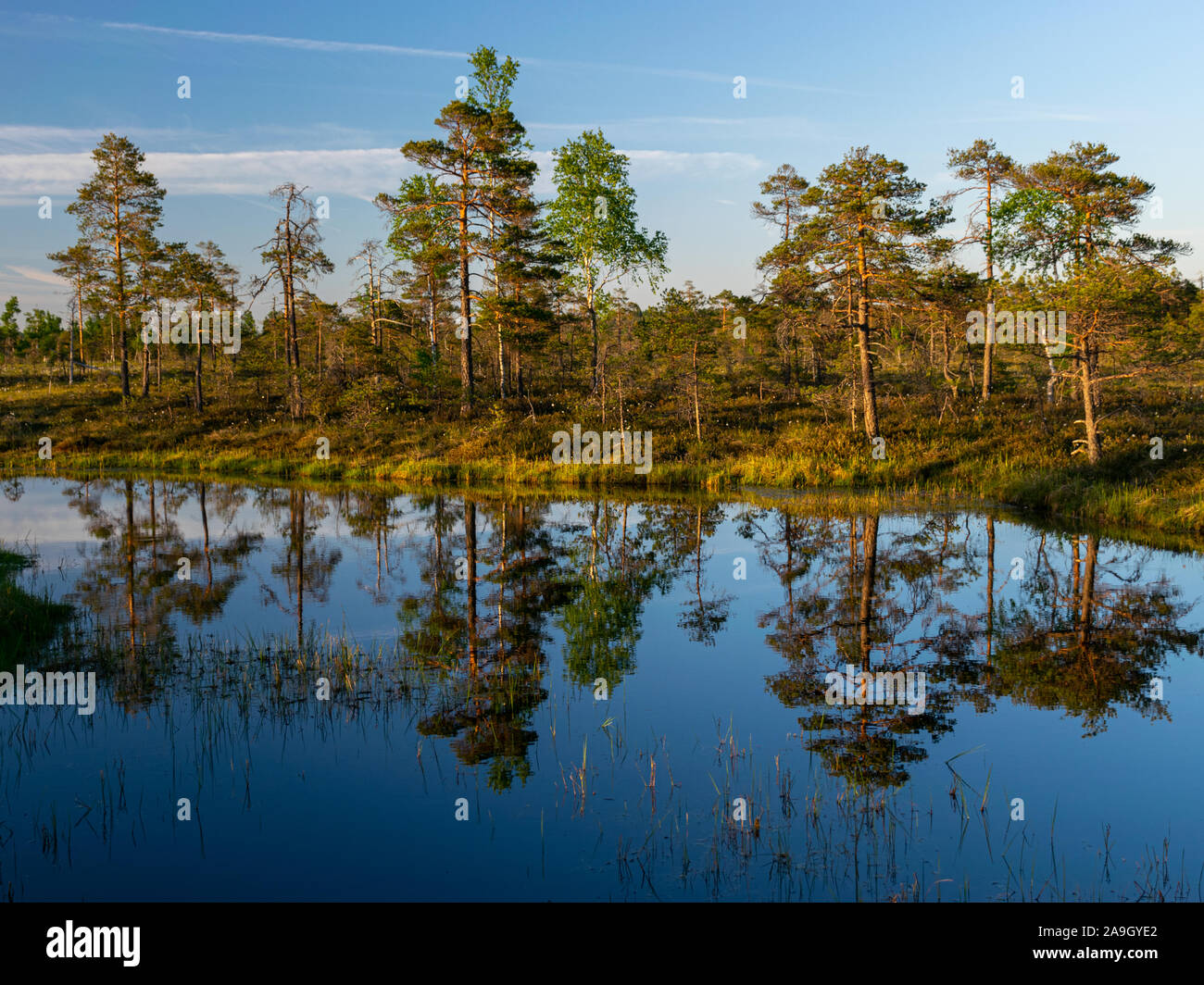 landscape in the swamp. small swamp lakes, moss and swamp pines, calm ...