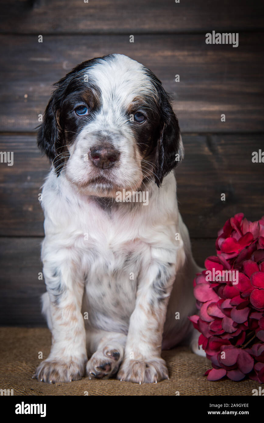 Cute English Setter puppy dog studio portrait Stock Photo - Alamy