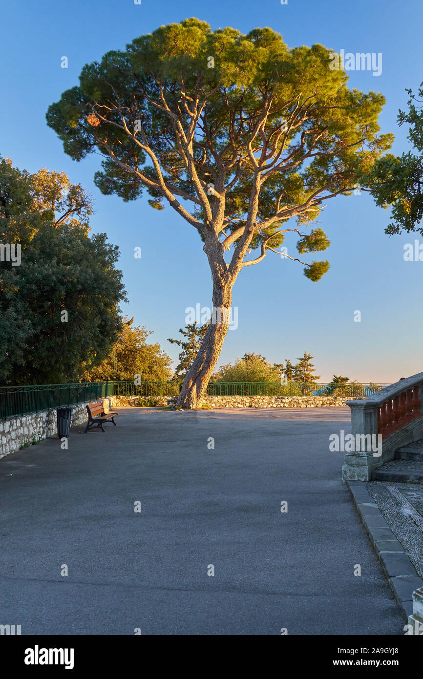Pine tree on Castle Hill in Nice, France Stock Photo - Alamy